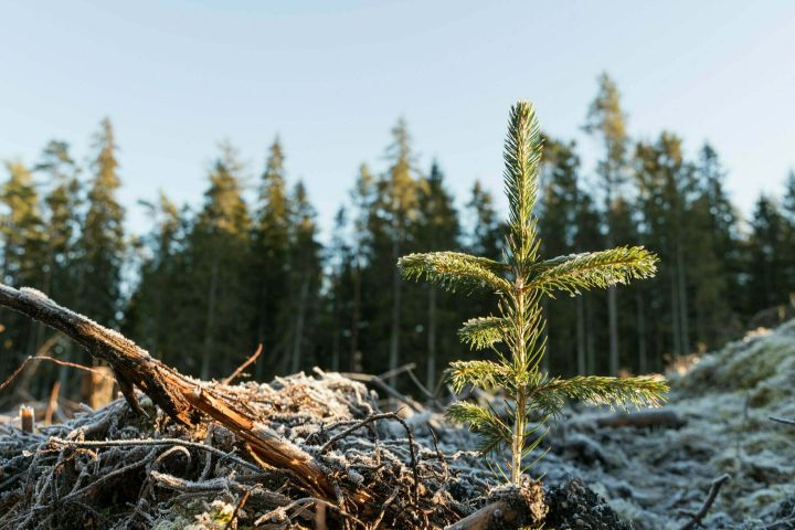 Monitoring Larix seedling survival and growth – FPInnovations ...